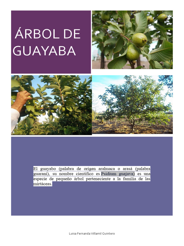 Enfermedades del Árbol de Guayaba | PDF