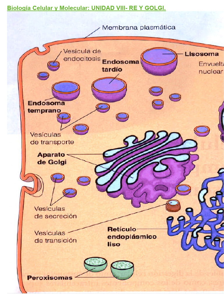 Biología Re Y Golgi Pdf Retículo Endoplásmico Lisosoma
