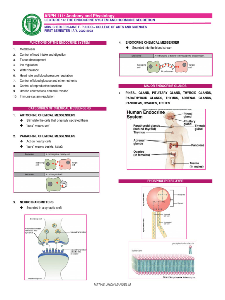 Endocrine System Pdf Hormone Endocrine System