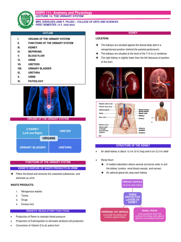 urinary system | PDF | Kidney | Organ (Anatomy)