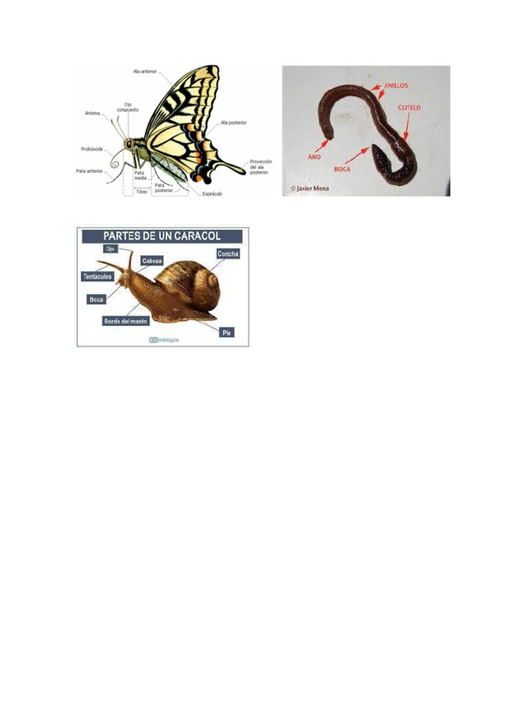Caracol y Sus Partes | PDF