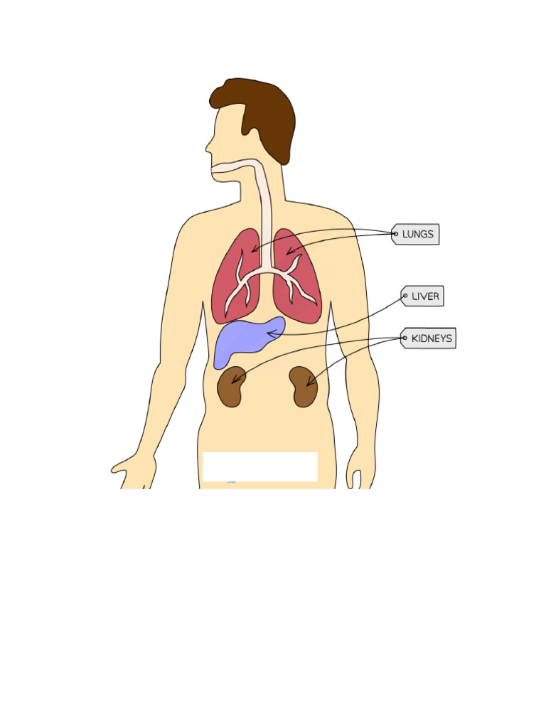 Excretion Diagrams | PDF