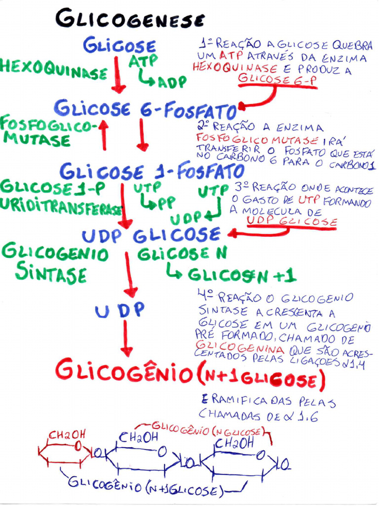 Glicogenese | PDF