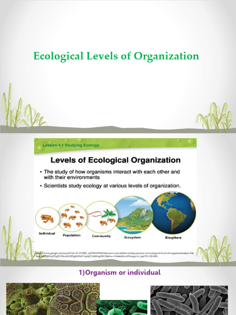 Ecological Levels of Organization | PDF | Ecology | Ecosystem