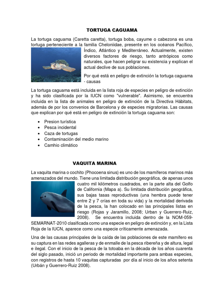 Tortuga Caguama | PDF | Especie en peligro | Entorno natural
