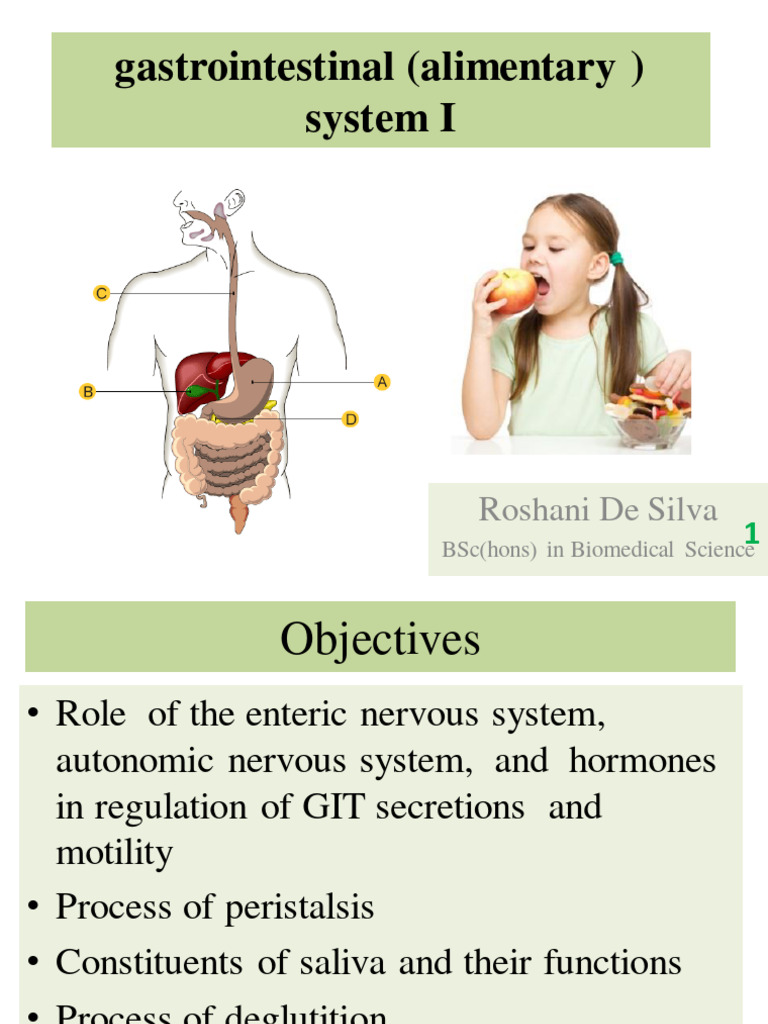 Gastrointestinal (Alimentary) System 01 | PDF | Gastrointestinal Tract ...