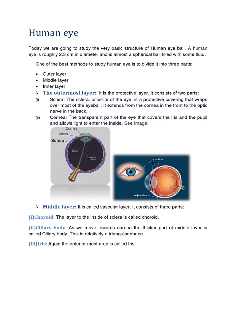 Human Eye | PDF