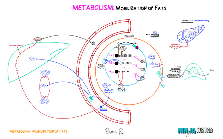 Mobilization of Triglycerides Illustration Atf | PDF | Natural Products ...
