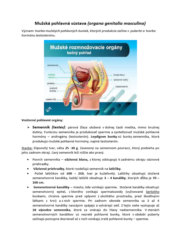 Mužská Pohlavná Sústava | PDF