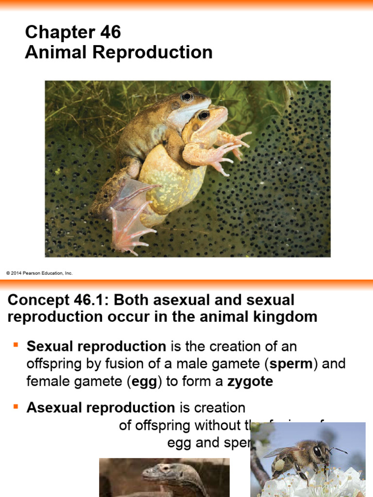 46 Lecture Short | PDF | Menstrual Cycle | Luteinizing Hormone