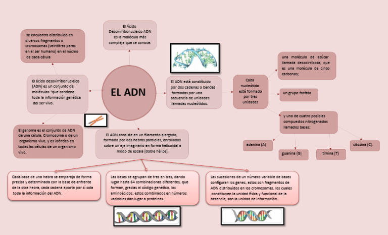 Mapa-conceptual-del-ADN | PDF | Adn | Genética