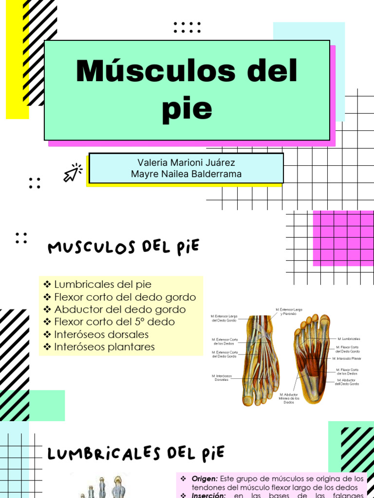 musculos del pie | PDF | Pie | Sistema musculoesquelético