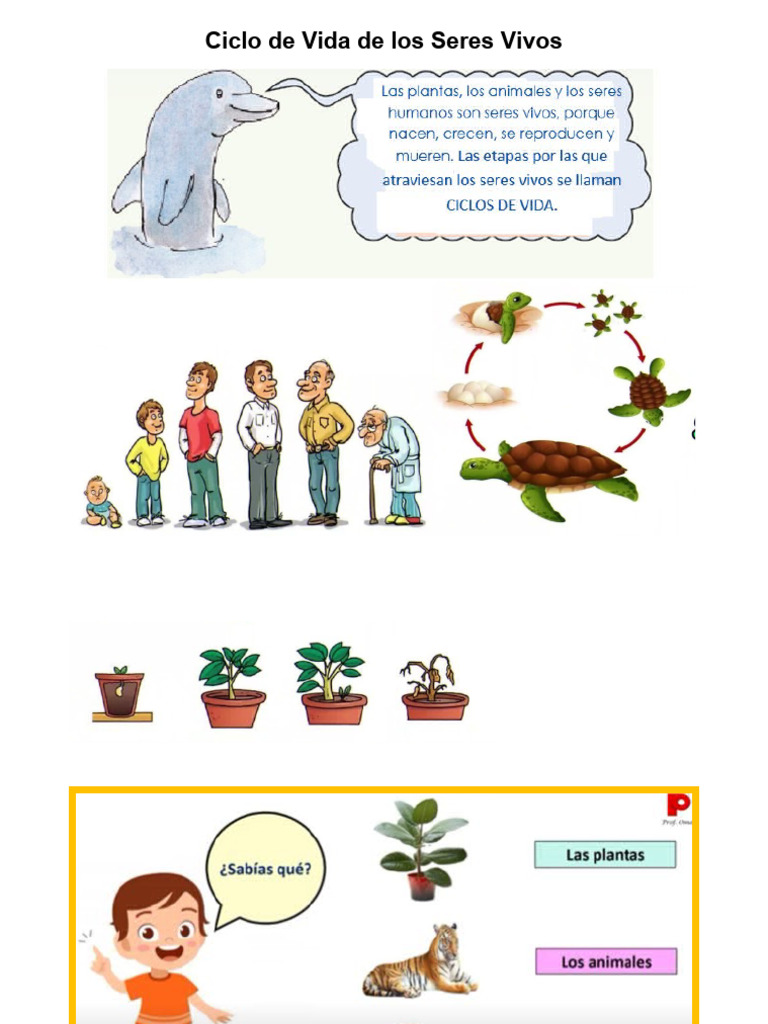 Ciclo de Vida de los Seres Vivos | PDF