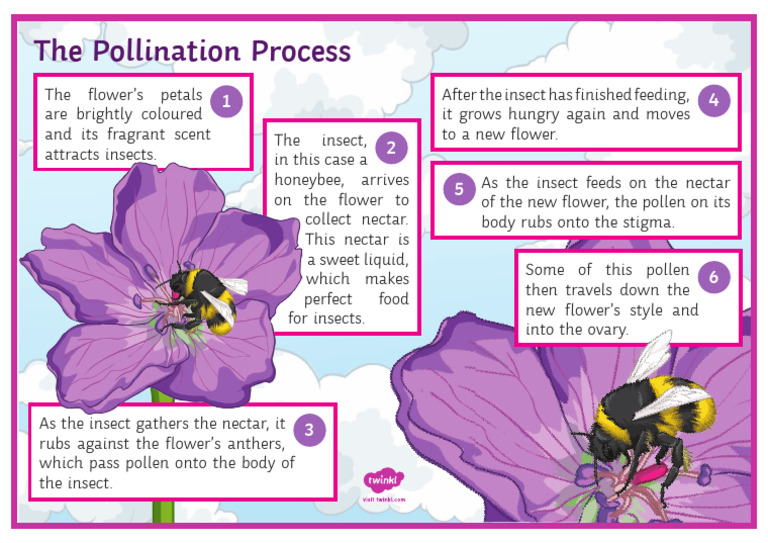 Pollination Info Poster | PDF