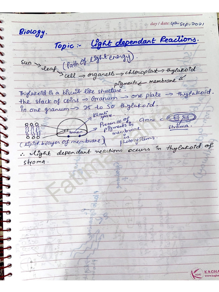 Bioenergetics Notes | PDF