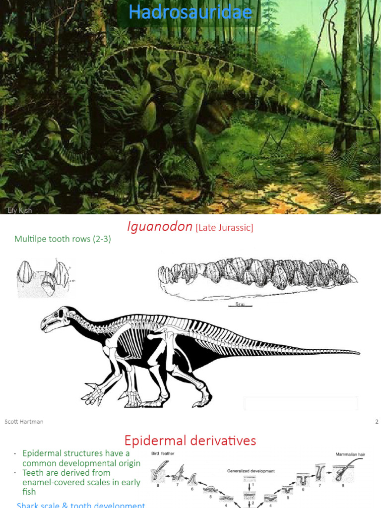 08 Hadrosauridae | PDF | Tooth | Dinosaurs