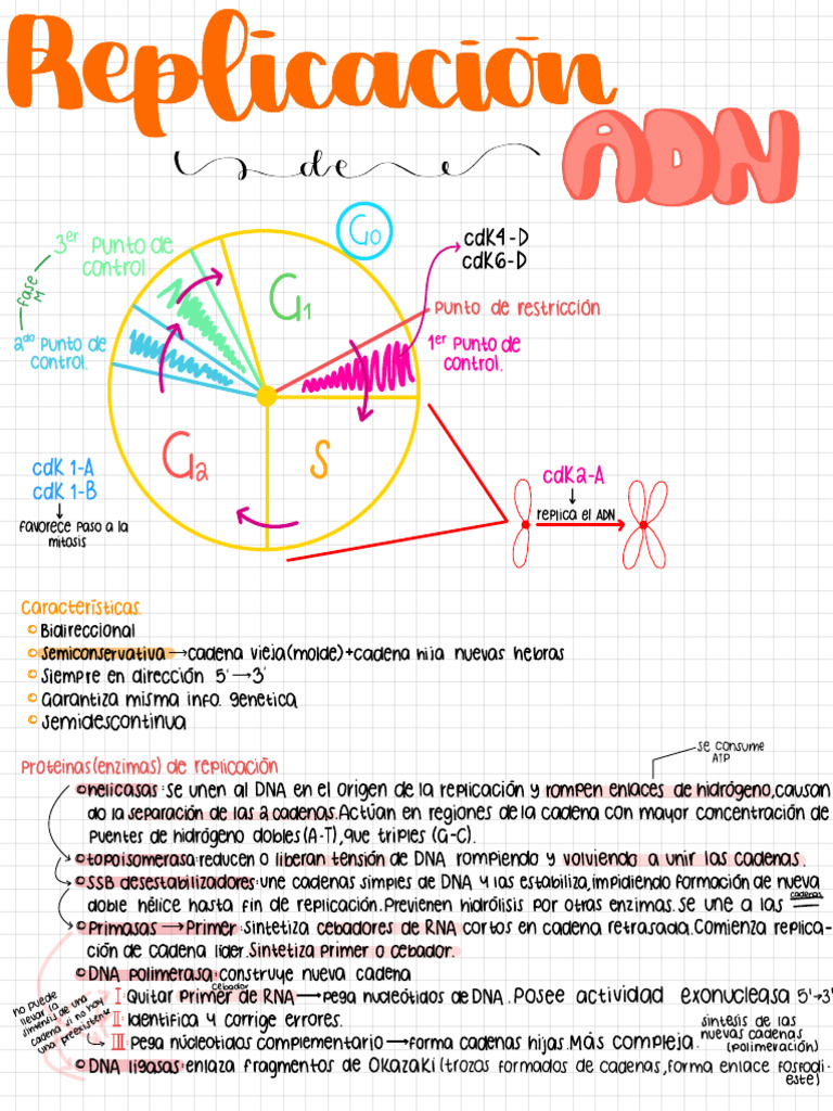 Biología Replicacion Del ADN | PDF | Replicación De Adn | Adn