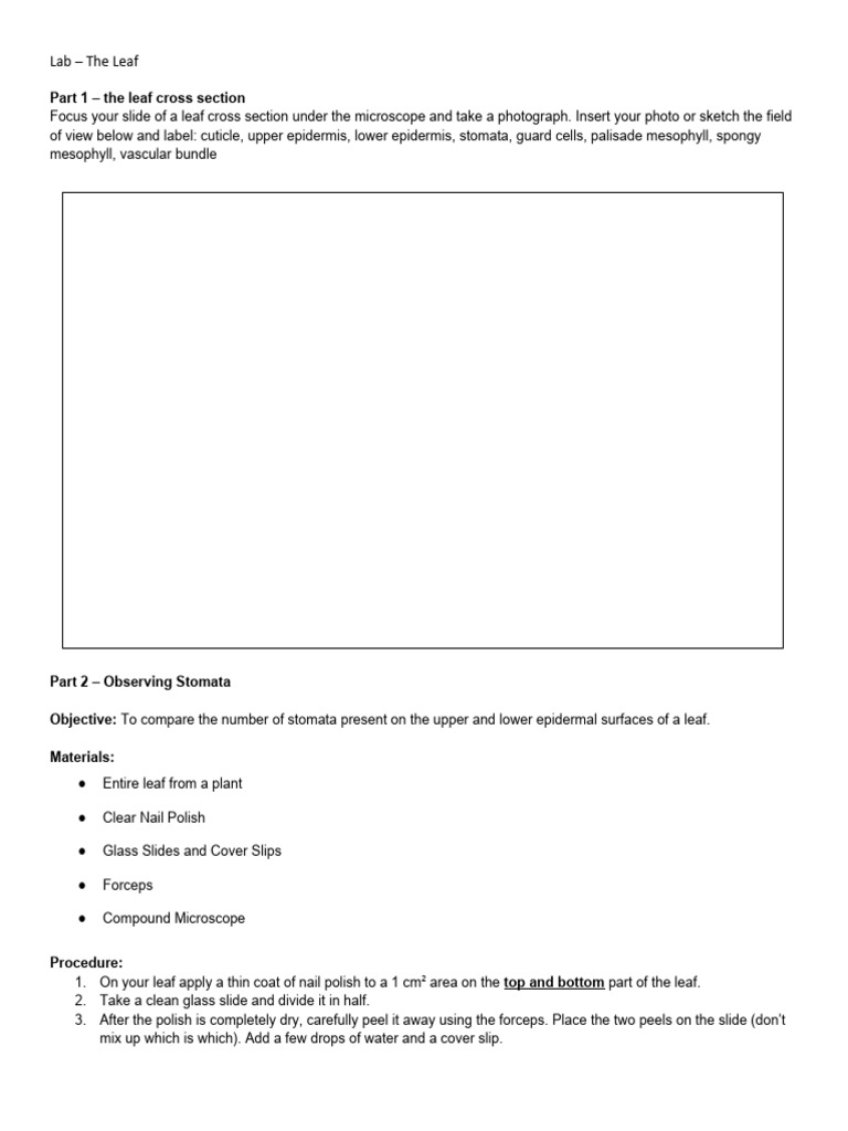 Lab - Stomata | PDF | Leaf | Stoma