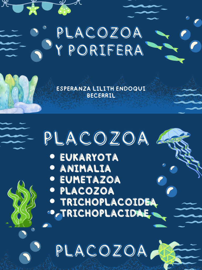 Placozoa y Porifera | PDF | Esponja | Biología