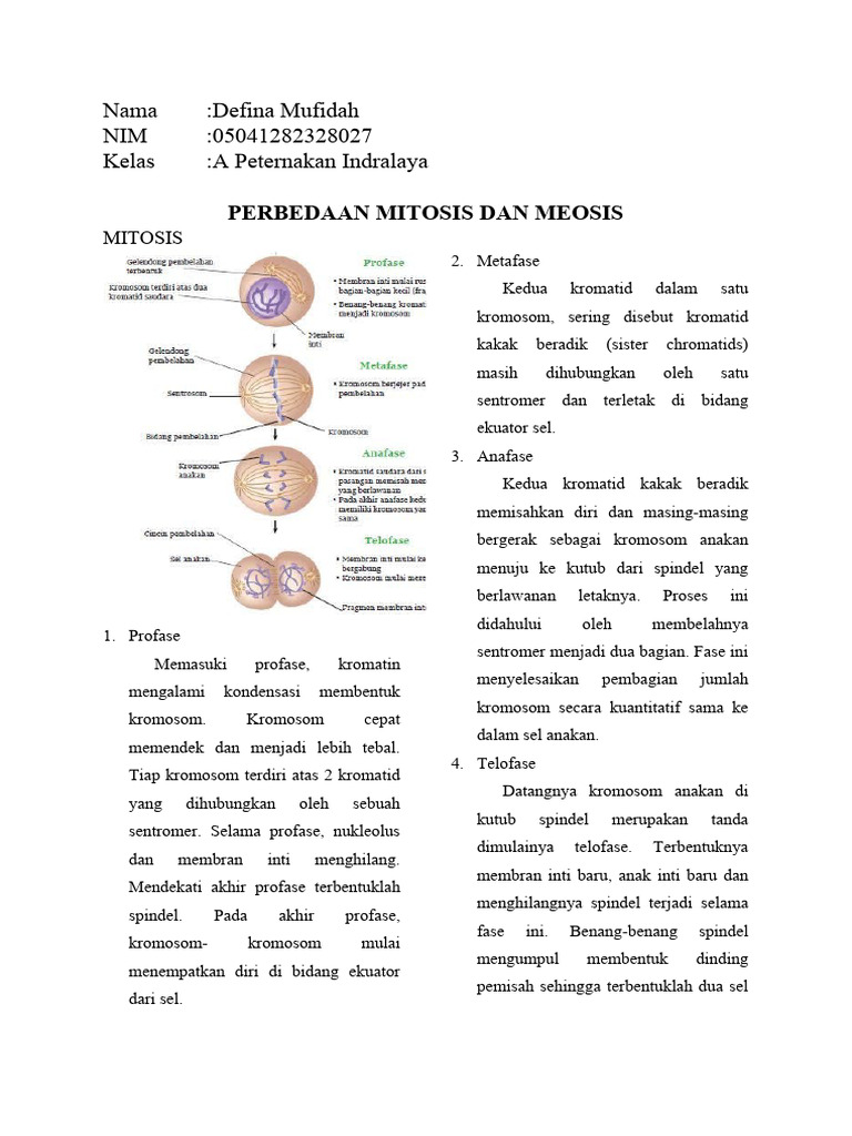 Genetika Mitosis & Meiosis | PDF