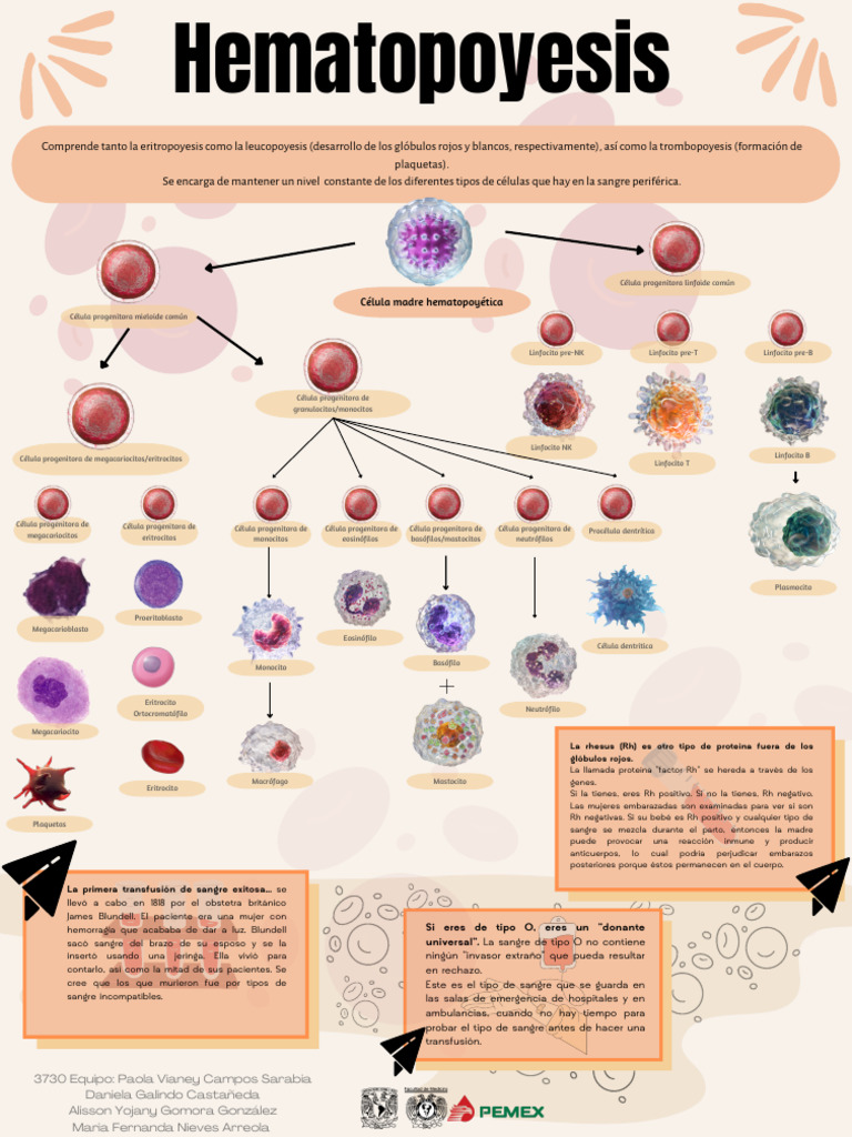 Hematopoyesis | PDF | Hematopoyesis | Sangre