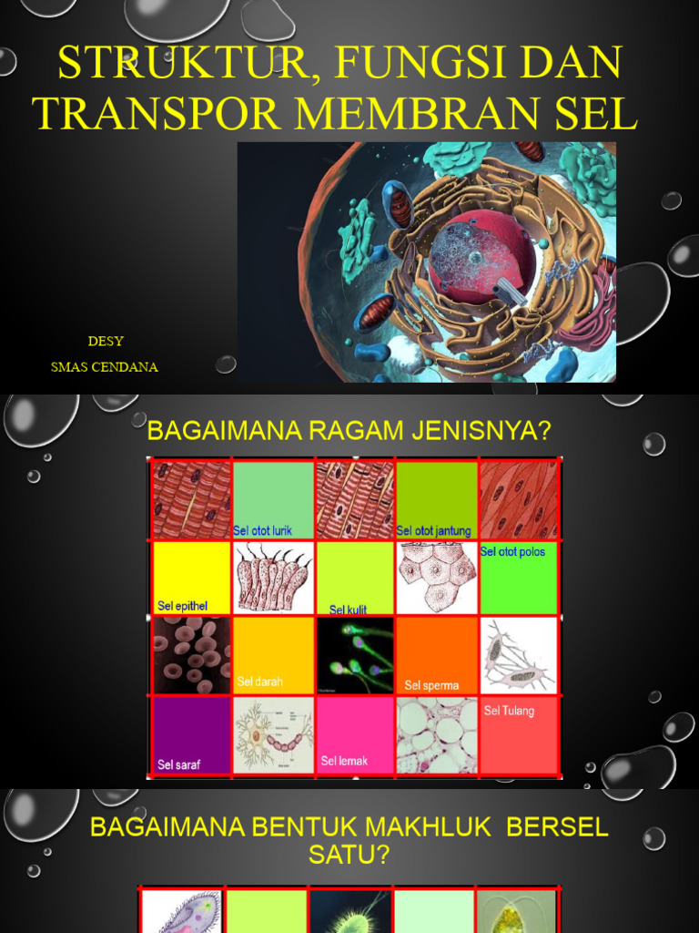 Ok Struktur, Fungsi Dan Transpor Membran Sel | PDF