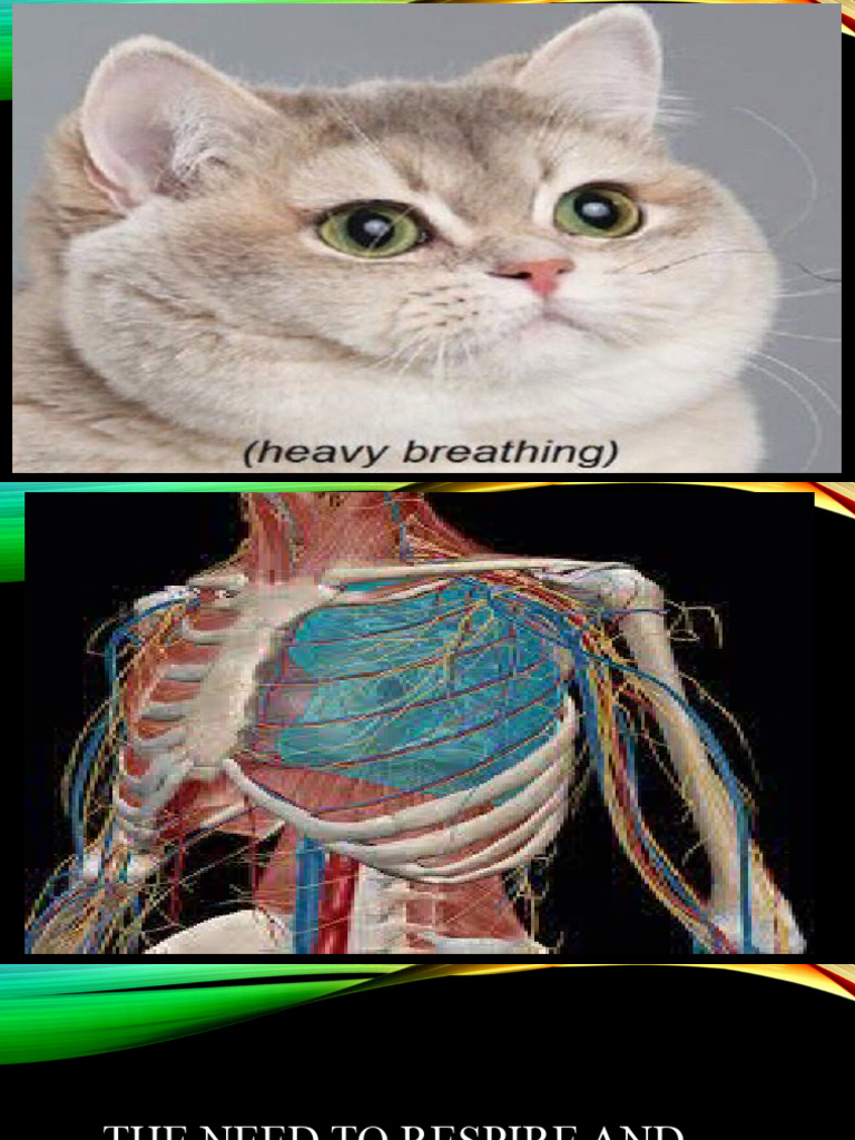 Understanding Gas Exchange in Animals | PDF | Gill | Respiratory System