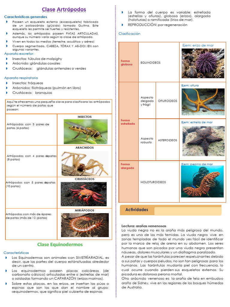 FICHA 10 - 1° | PDF | Araña | Insectos