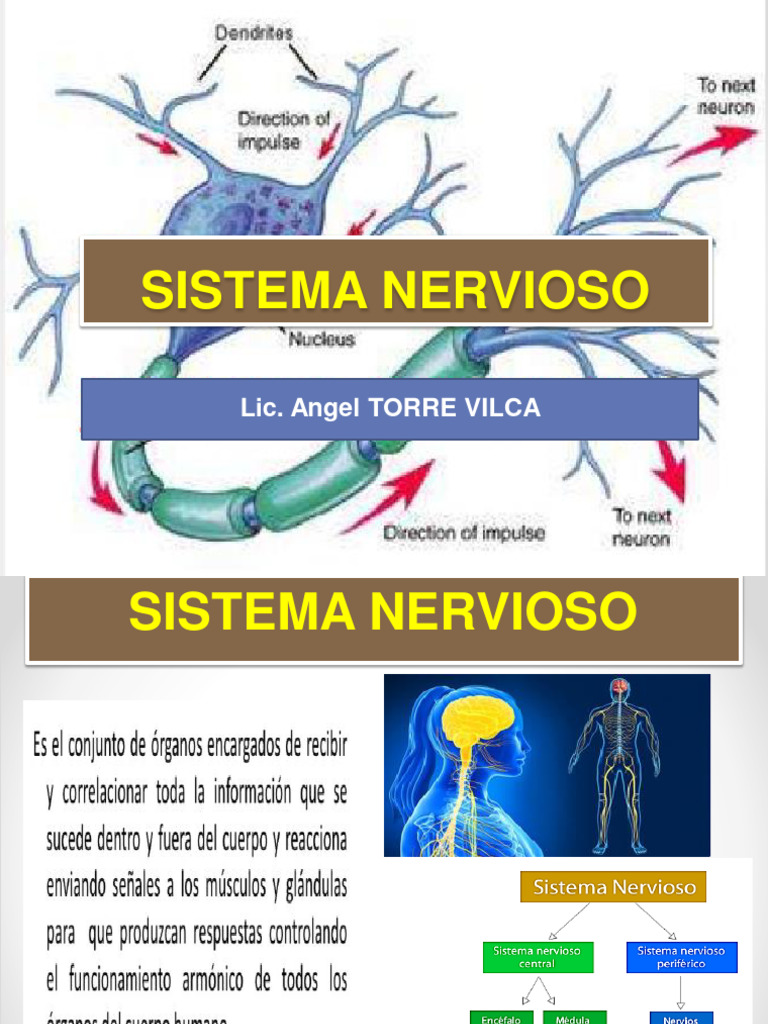 Anatomia c03 | PDF