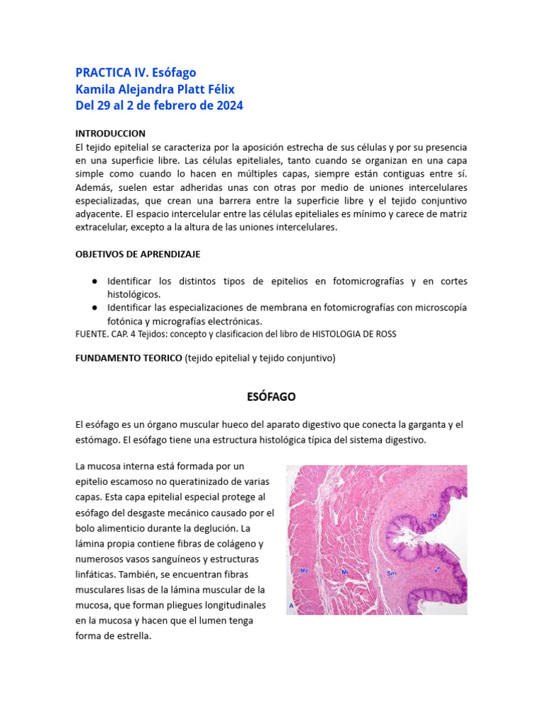Estructura Histológica del Esófago | PDF | Esófago | Epitelio