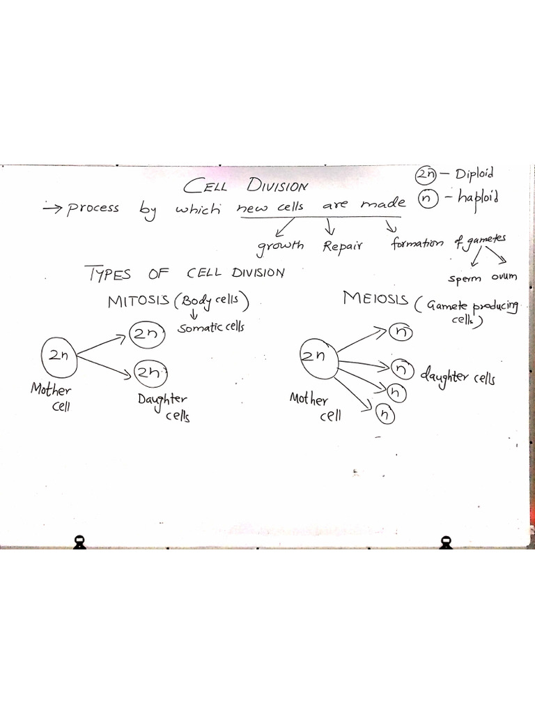 Cell Division | PDF
