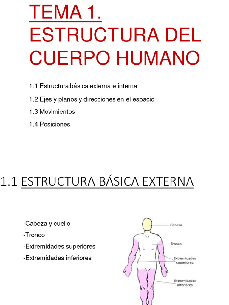 Anatomía Humana: Estructura y Movimientos | PDF