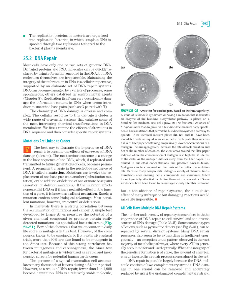Dna Repair Lehninger Principles of Biochemistry (5E 2008 ISBN ...