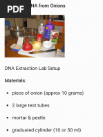 Extraction of DNA Onions | PDF | Cell (Biology) | Cell Nucleus