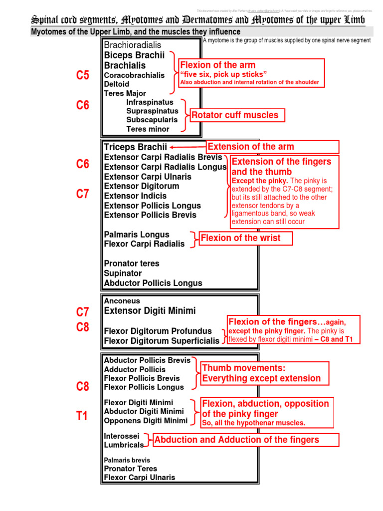 Upper Limb Myotomes & Dermatomes Guide | PDF | Anatomical Terms Of ...