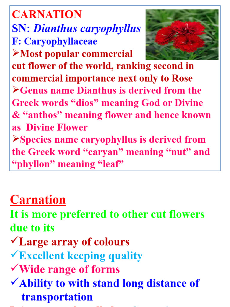 Carnation | PDF | Botany | Plants