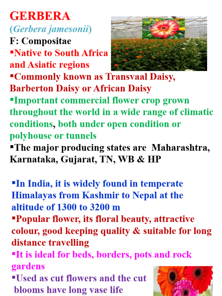 Gerbera | PDF | Root | Soil