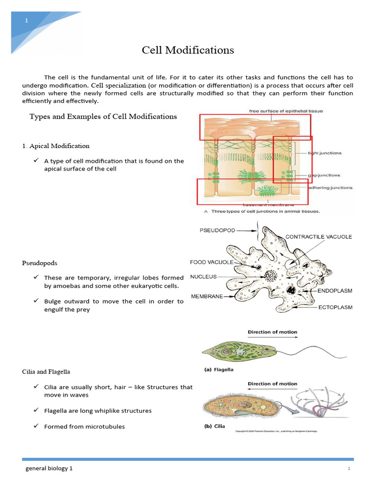 Cell Modifications Handouts | Download Free PDF | Cell Cycle | Mitosis