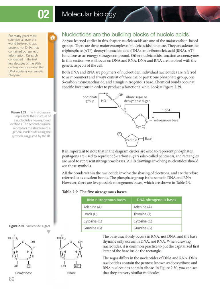 Molecular Biology: Nucleotides Are The Building Blocks of Nucleic Acids ...