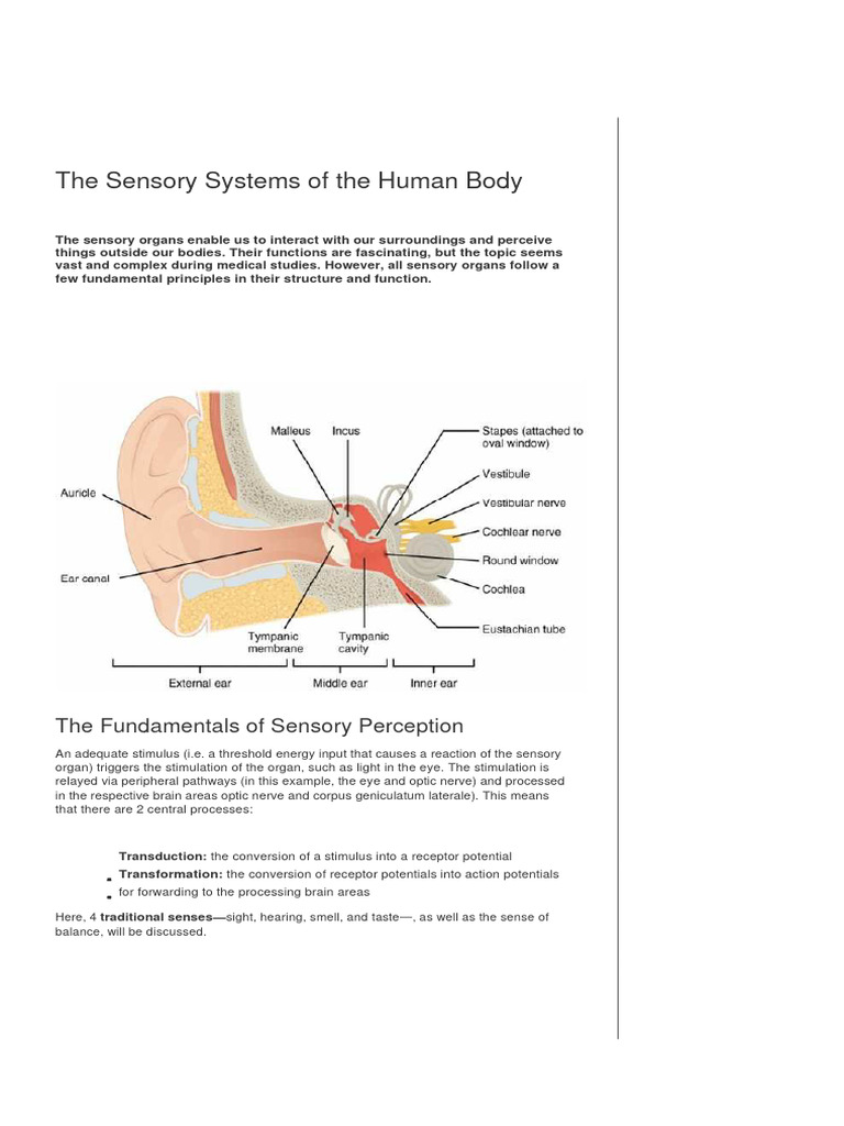 1589814423the Sensory Systems | PDF | Vestibular System | Senses