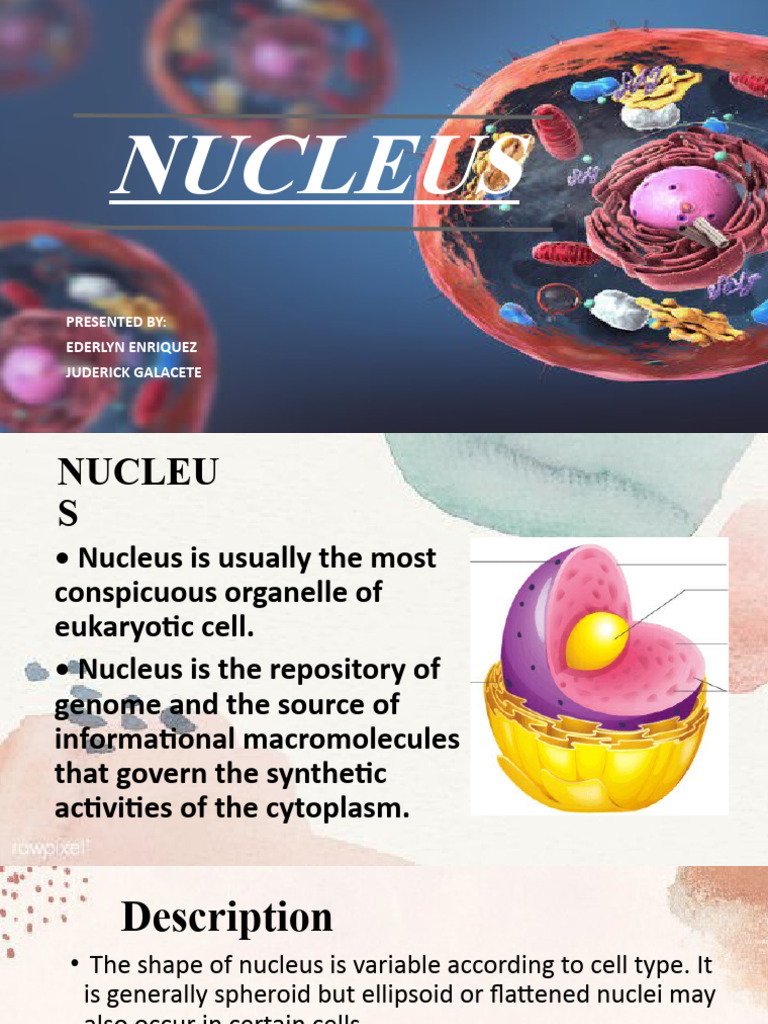 NUCLEUS | PDF | Cell Nucleus | Cell (Biology)