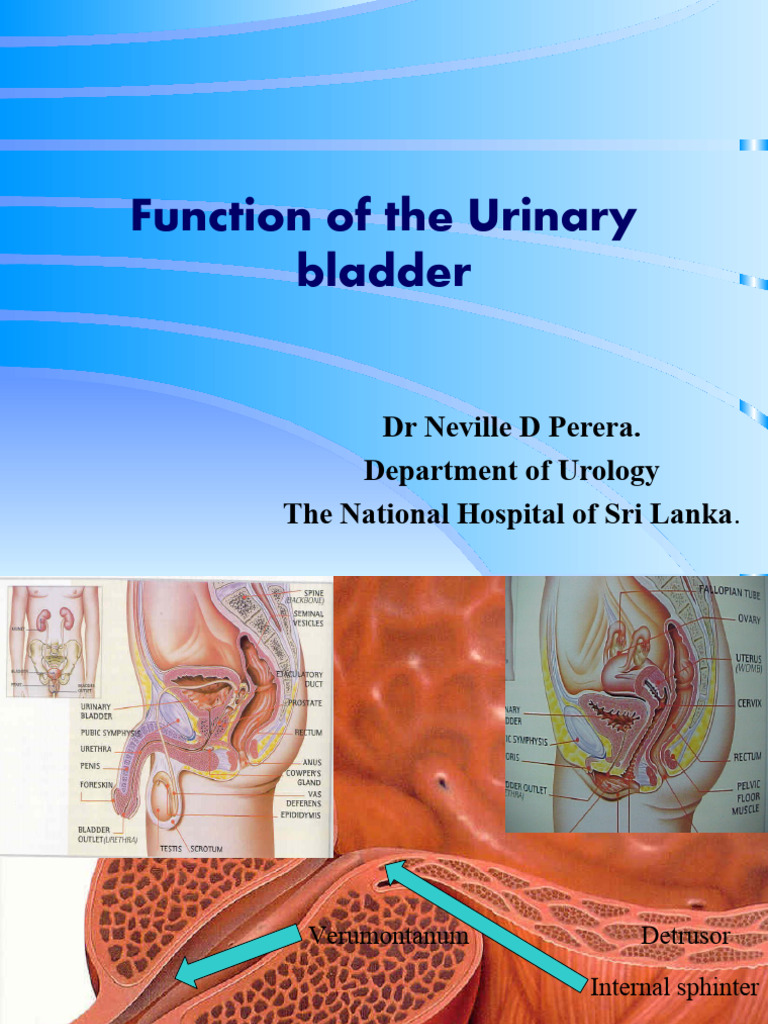 Bladder Funtion MBBS 2009 | PDF | Urination | Urinary Incontinence Bladder Funtion MBBS 2009 | PDF | Urination | Urinary Incontinence