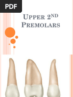 Maxillary 1st Premolar | PDF | Dental Anatomy | Tooth