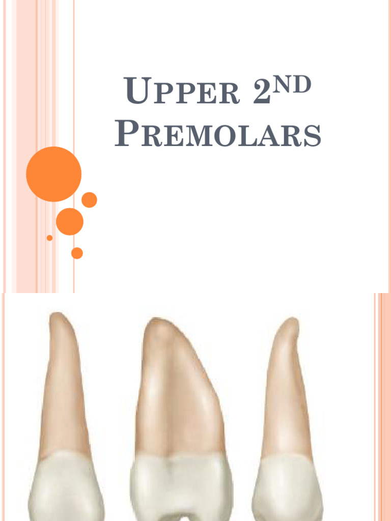 8 Upper 2nd Premolar | PDF | Dental Anatomy | Dentistry