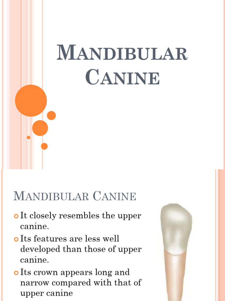 6 Lower Canine | PDF | Tooth | Mouth