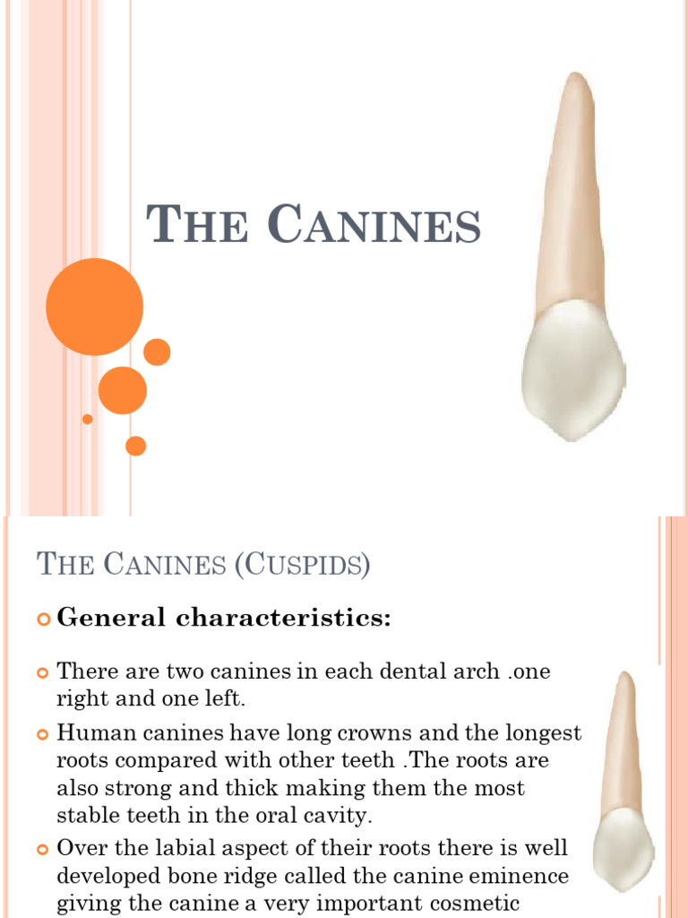 5 Upper Canine | PDF | Dental Anatomy | Dentistry