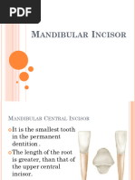 Permanent Maxillary Lateral Incisor Guide | PDF | Dentistry | Dental ...