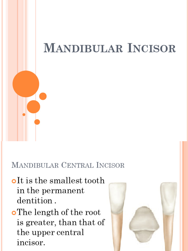 4 Lower Incisors | PDF | Dental Anatomy | Human Anatomy