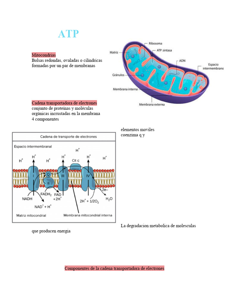 ATP | PDF | Cadena de transporte de electrones | Química