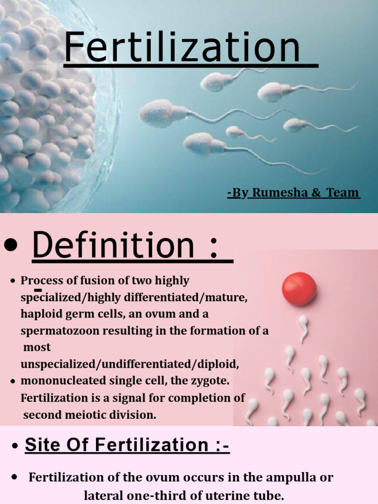 Fertilization | PDF | Fertilisation | Meiosis